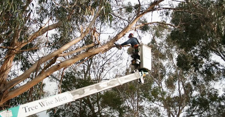 Tree Wise Men | White Pages®