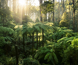 More From Murrindindi Shire Council